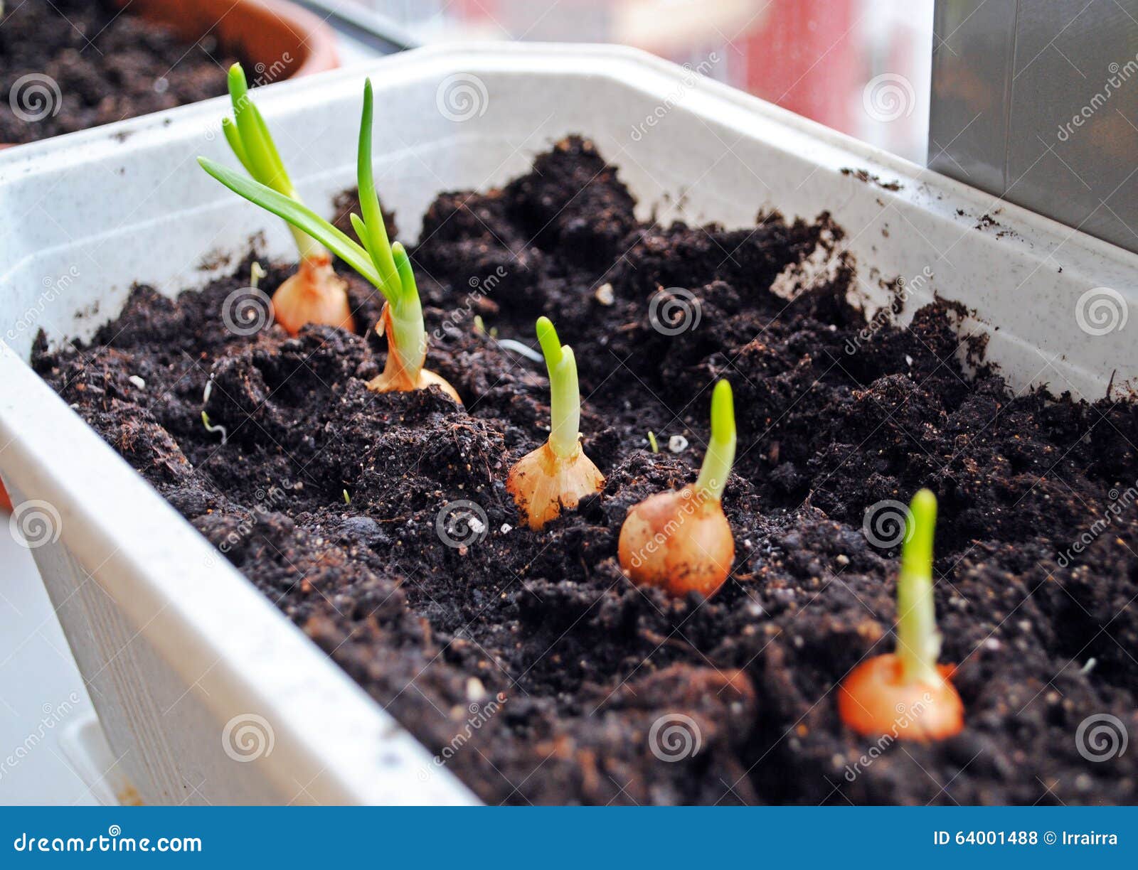 Cultivation of Green Onions Seedlings Stock Photo - Image of garden ...
