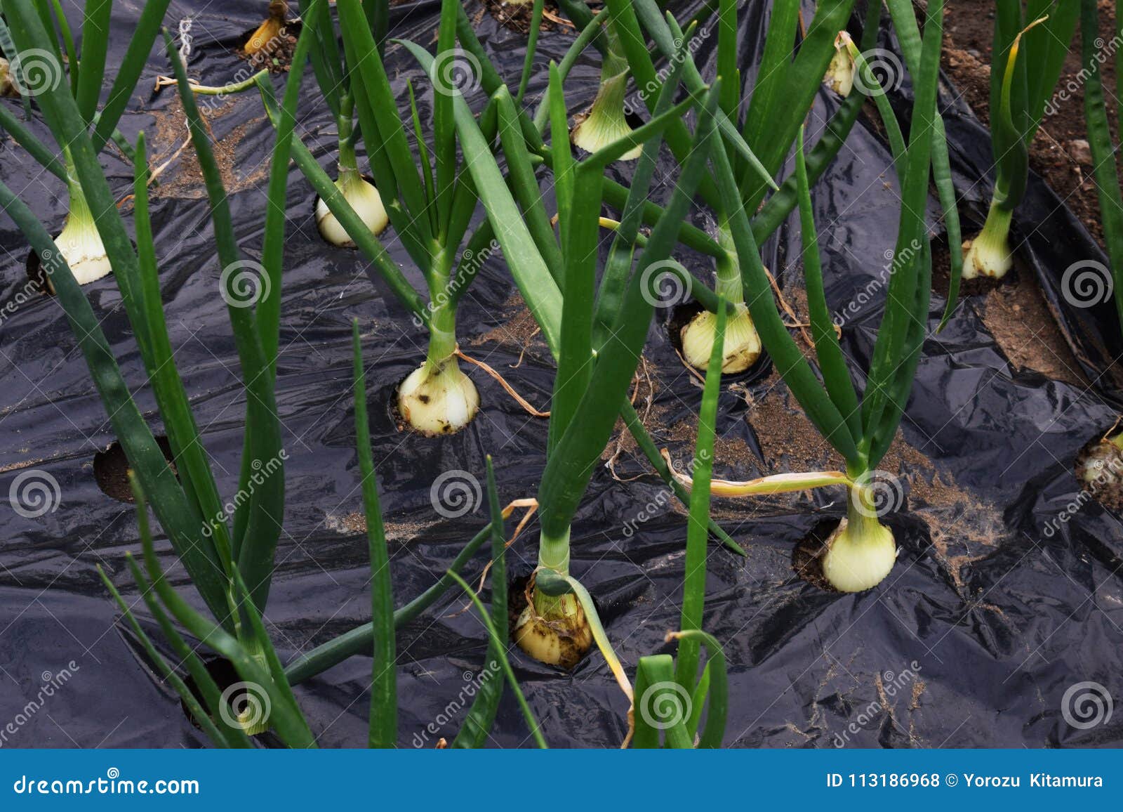 Onion cultivation stock photo. Image of field, cultivation - 113186968