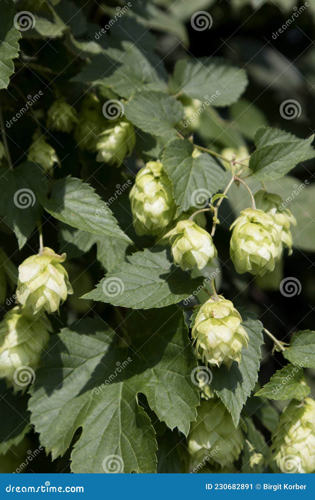 Cultivation of hops stock image. Image of leaf, lupulus - 230682891