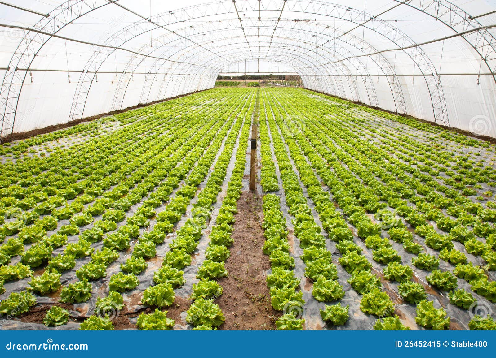 Cultivation in a hothouse stock image. Image of seedling - 26452415