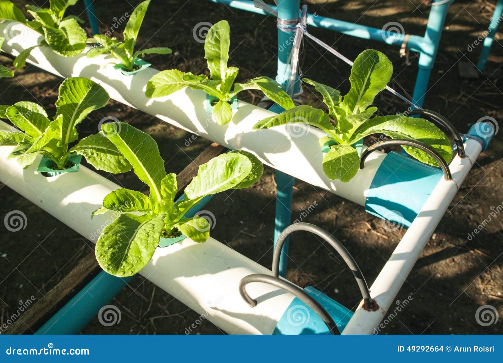 Cultivation Hydroponics Vegetable in Farm Stock Photo - Image of ...