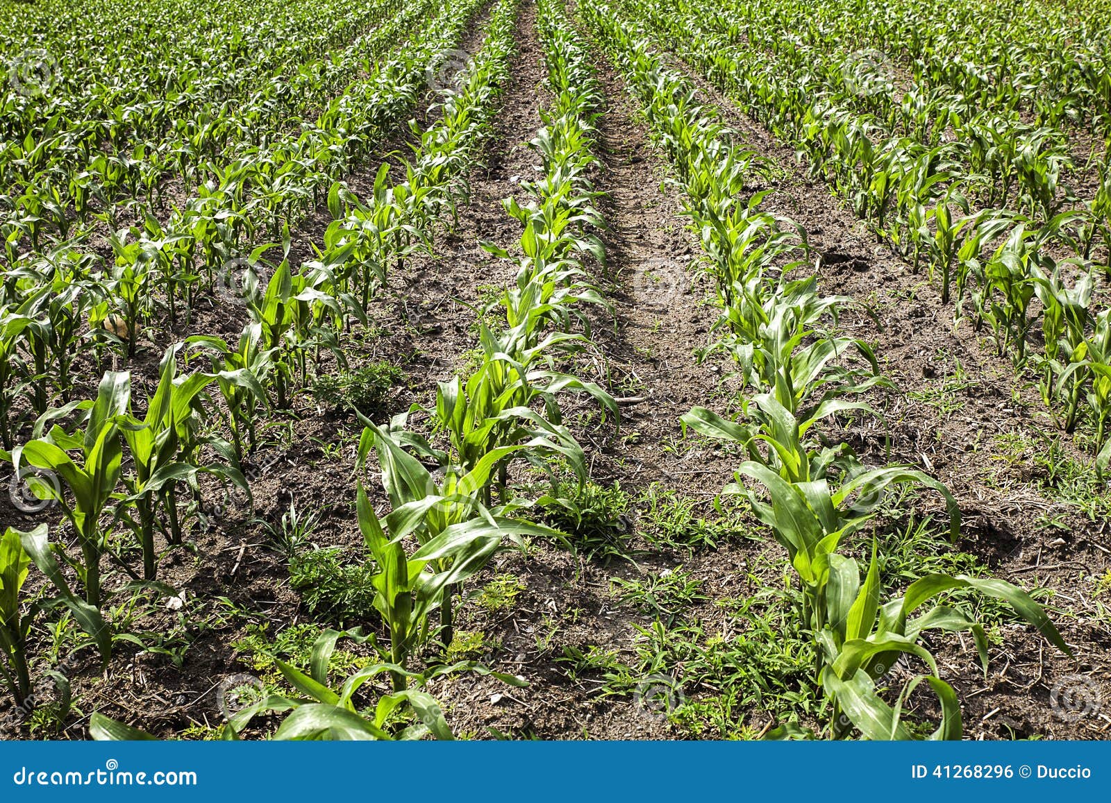 Cultivation of maize stock photo. Image of cultivation - 41268296