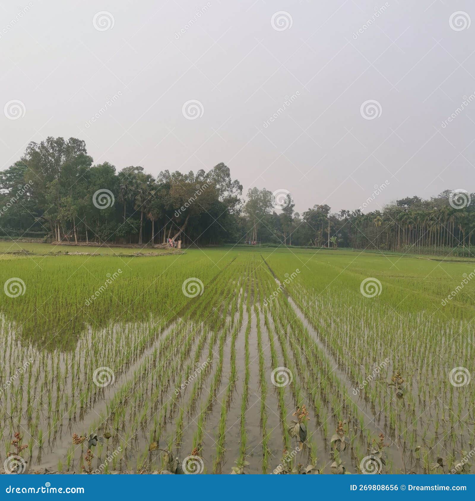 Cultivation of new rice stock photo. Image of cultivation - 269808656