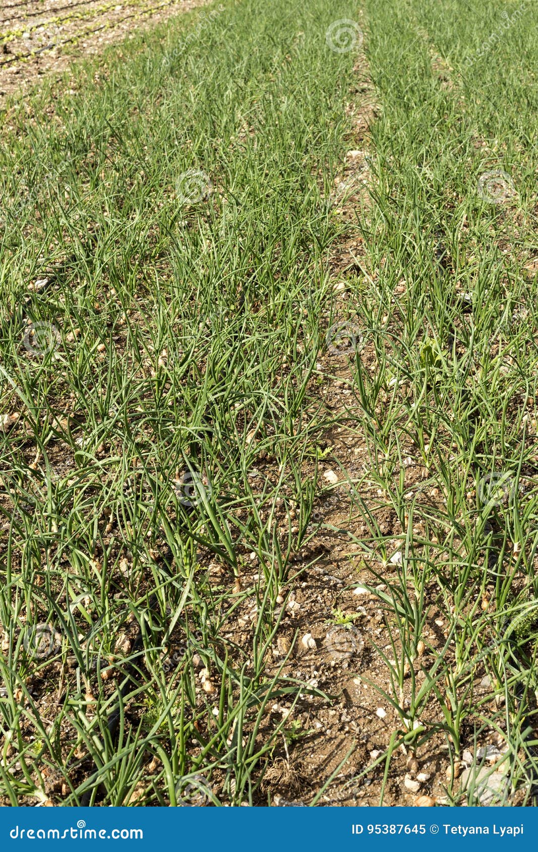 Cultivation of onions stock image. Image of gardening - 95387645
