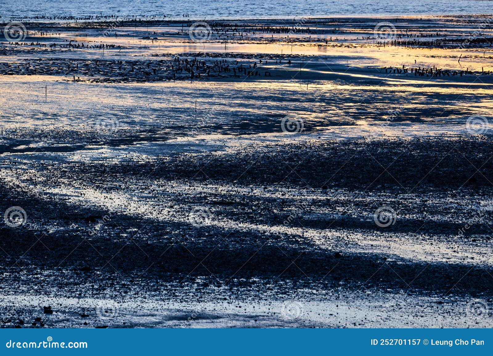 Cultivation of the Oyster in Sea Coastline Stock Image - Image of ...