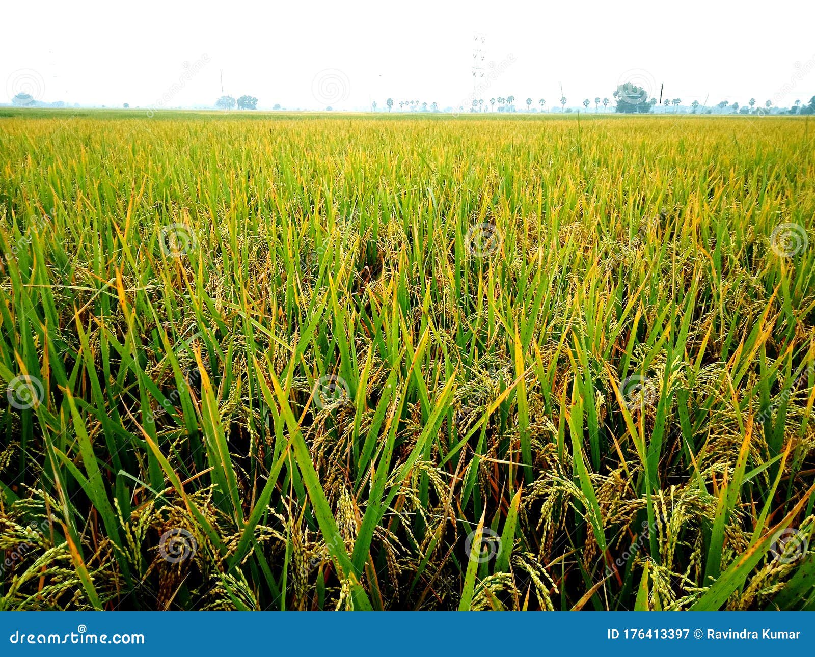 Cultivation of Paddy - Agriculture Stock Image - Image of landscape ...