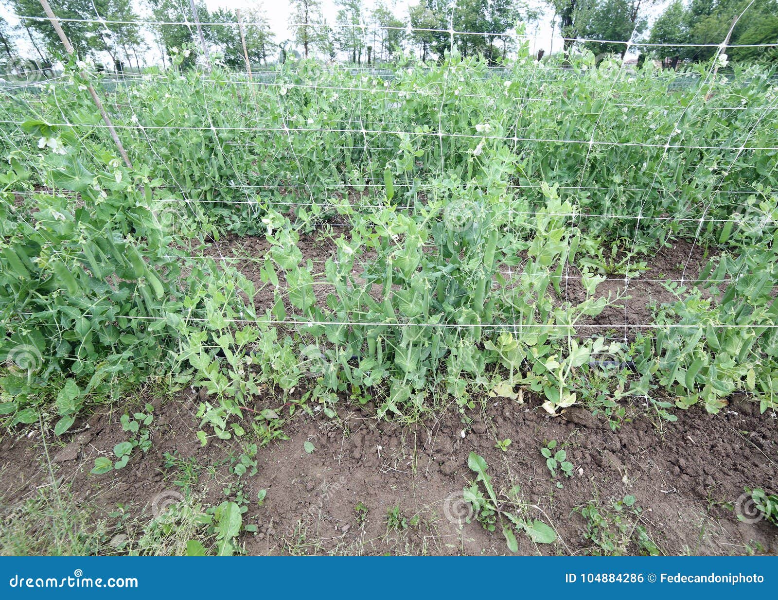 Cultivation of Peas with Organic Farming Method Stock Photo - Image of ...