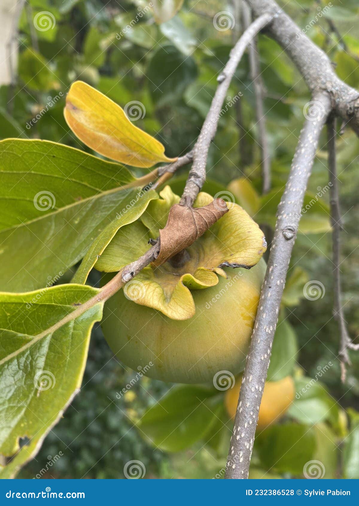 The Cultivation of Persimmon. Branches of a Persimmon Full of ...