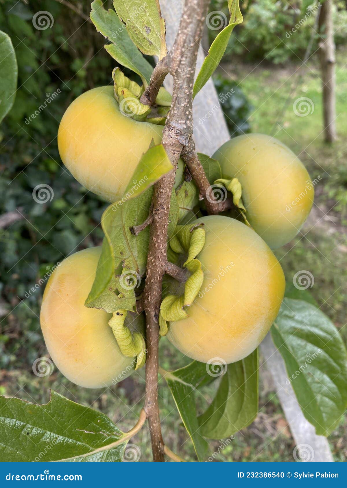 The Cultivation of Persimmon. Branches of a Persimmon Full of ...