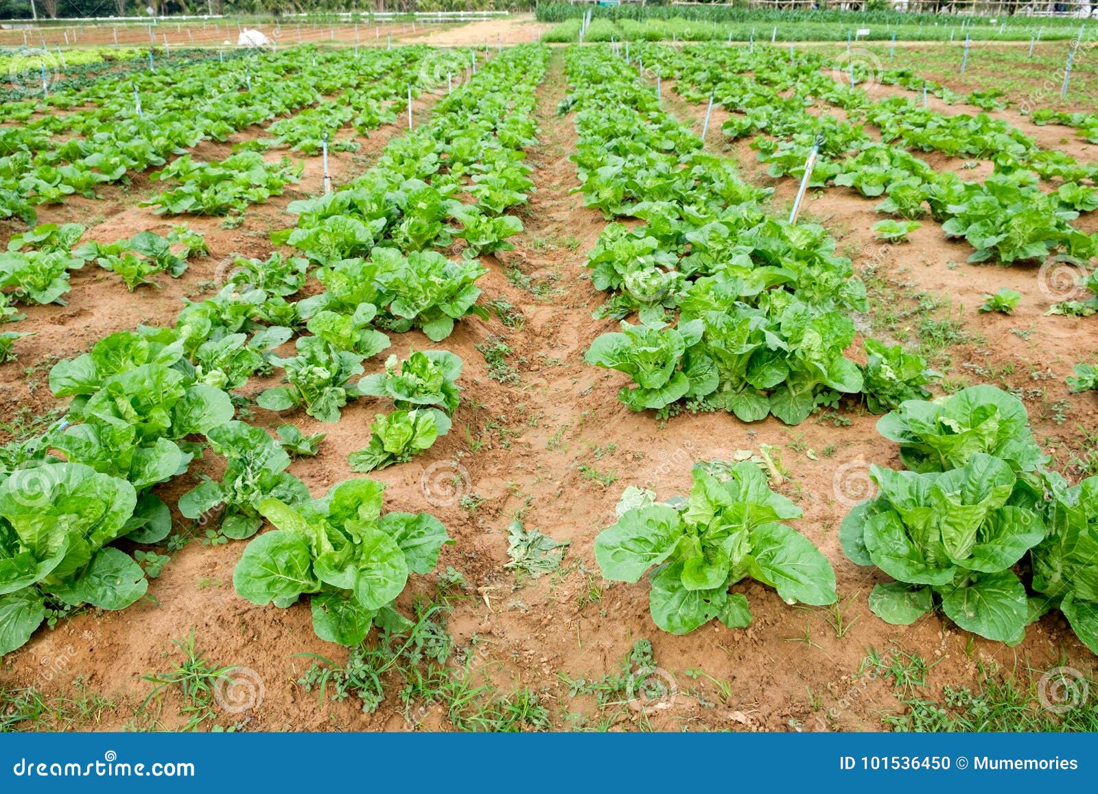 Cultivation Planting Vegetables in Garden Stock Photo - Image of asia ...