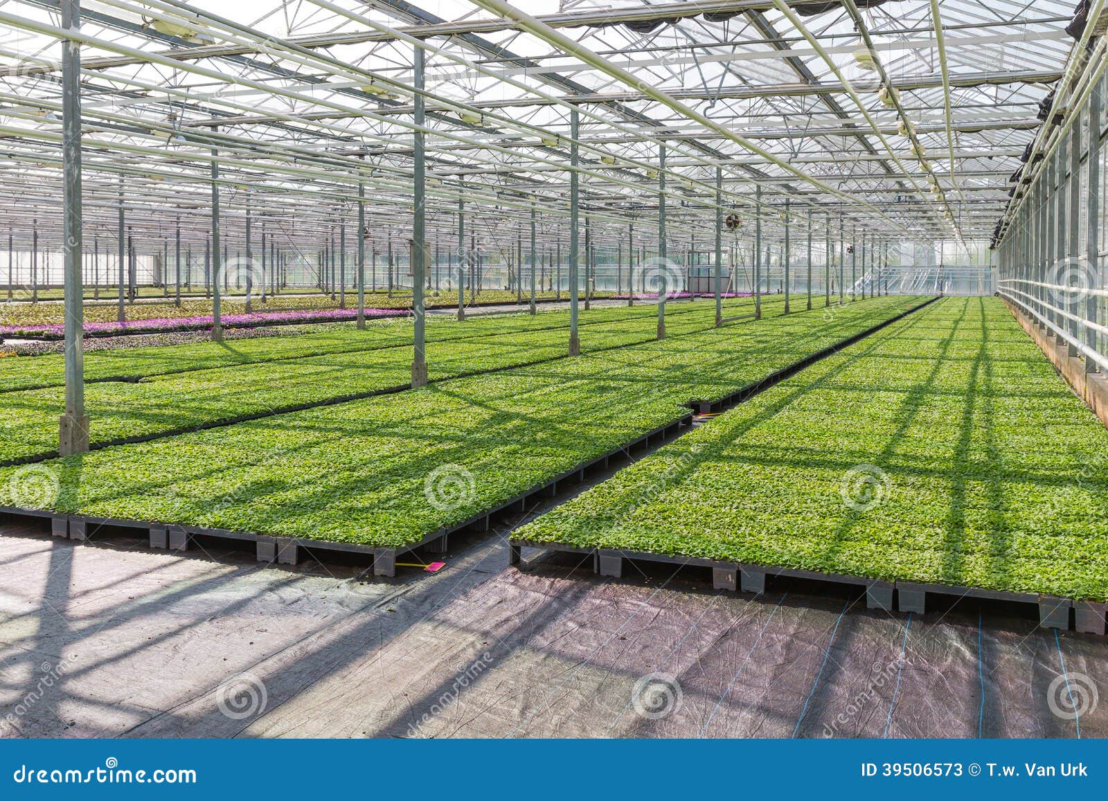 Cultivation of Plants in a Dutch Greenhouse Stock Image - Image of ...
