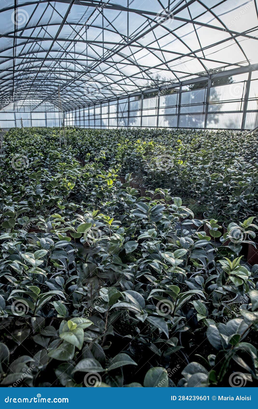 Cultivation of Plants Growing in Arched Greenhouse. Stock Image - Image ...