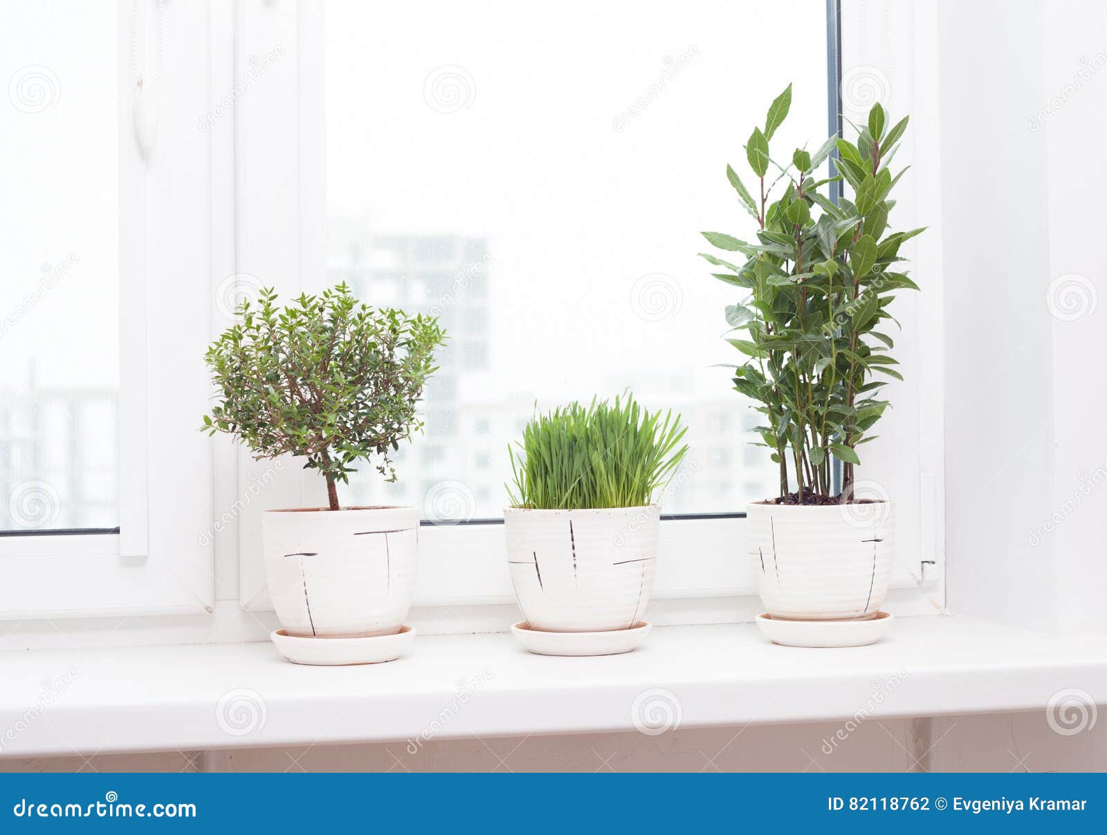 Cultivation of Plants on the Windowsill Stock Photo - Image of green ...