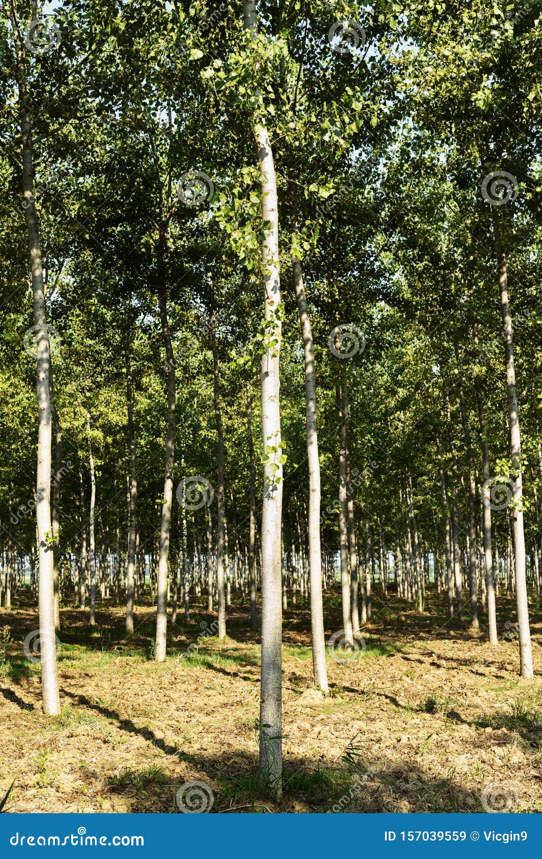 Cultivation of poplar tree stock image. Image of growth - 157039559