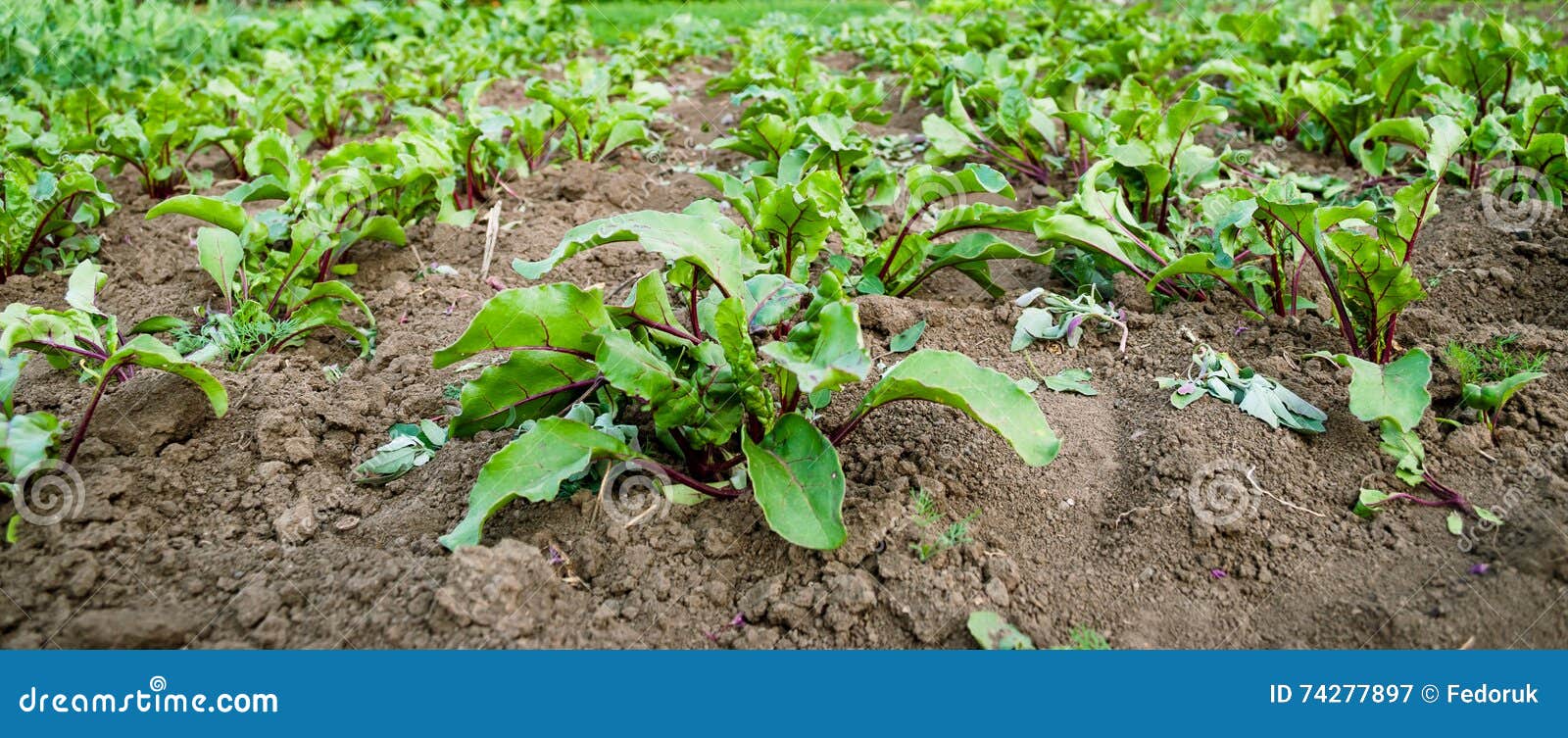 The Cultivation of Red Beet on the Land Stock Image - Image of growing ...