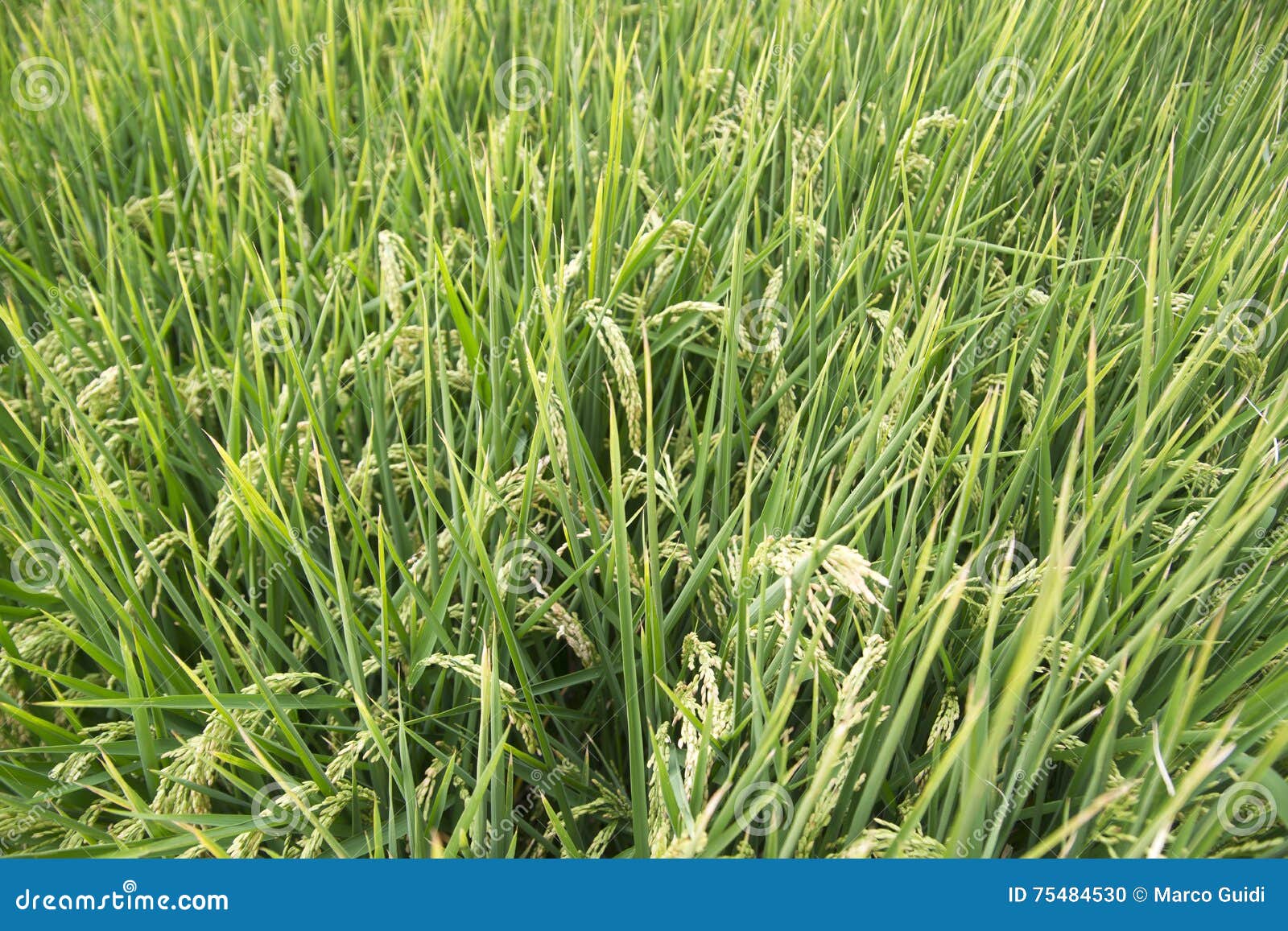 Cultivation of Rice Plant stock photo. Image of fall - 75484530