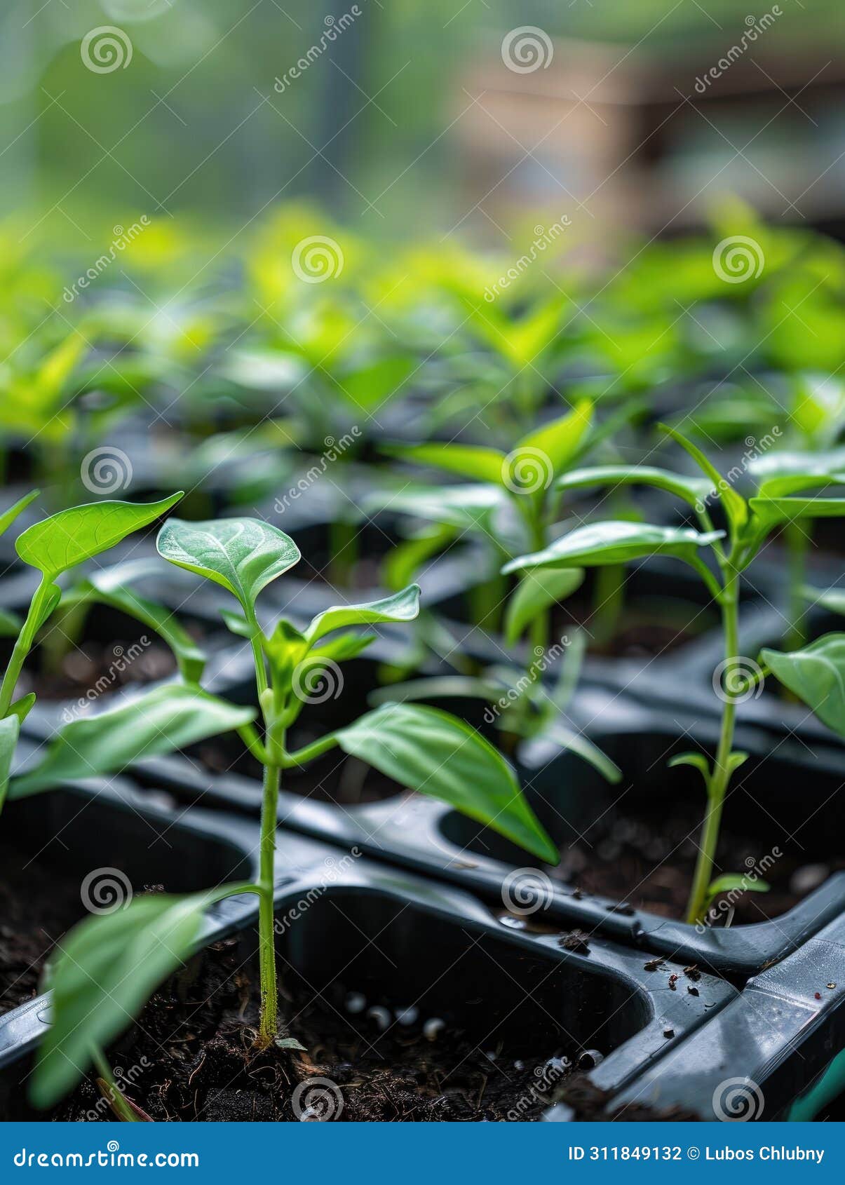 Cultivation Row of Chilli Sprout Growing in Soil Tray Stock ...