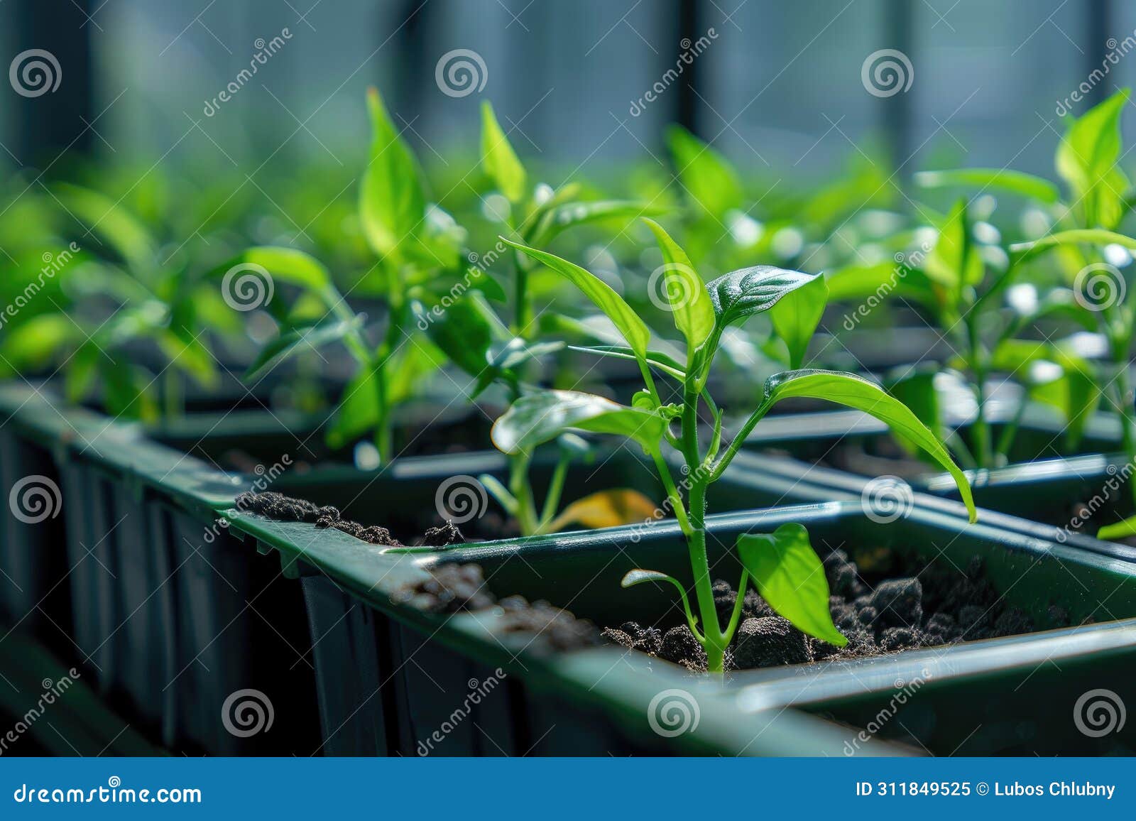 Cultivation Row of Chilli Sprout Growing in Soil Tray Stock ...