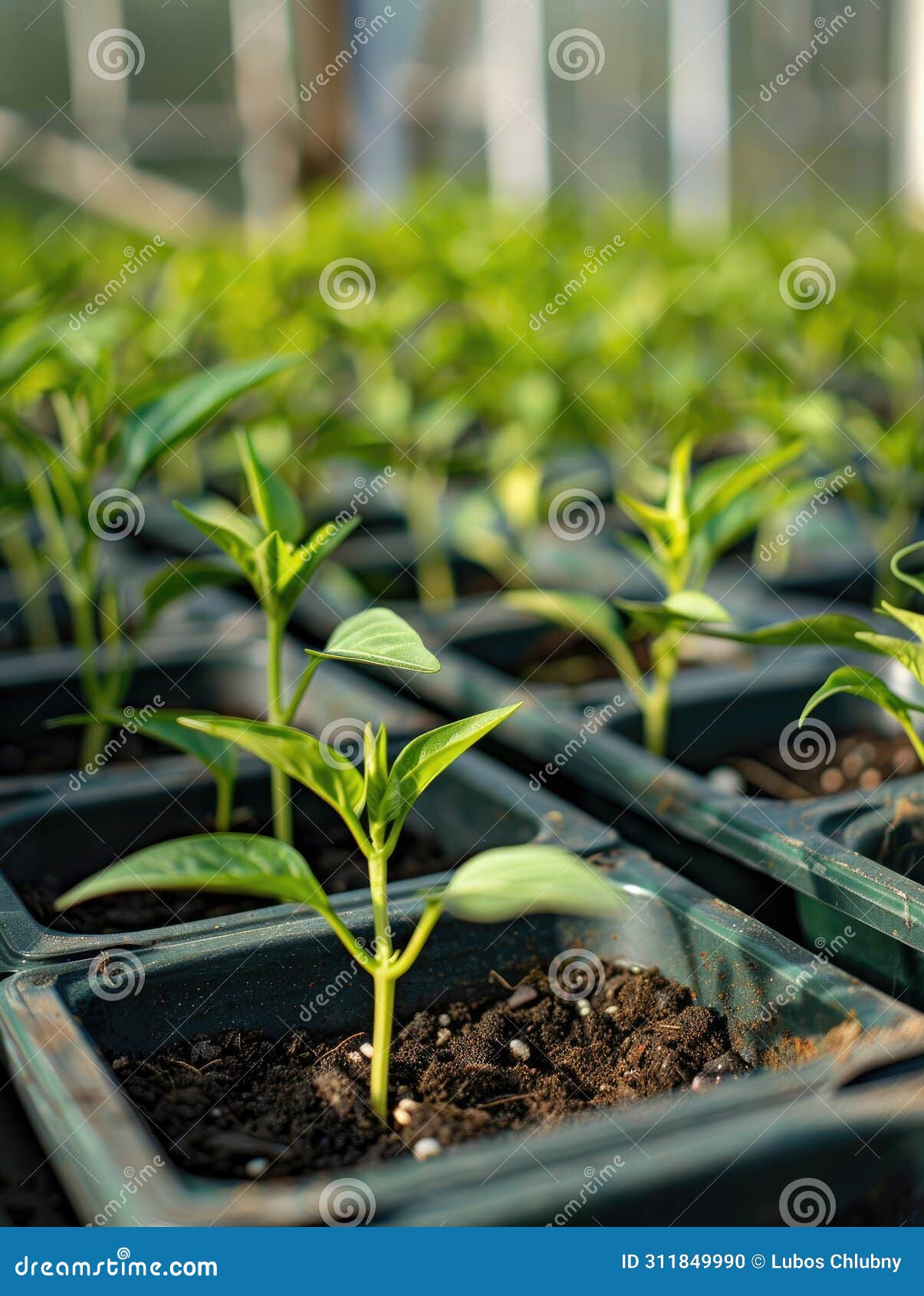Cultivation Row of Chilli Sprout Growing in Soil Tray Stock ...