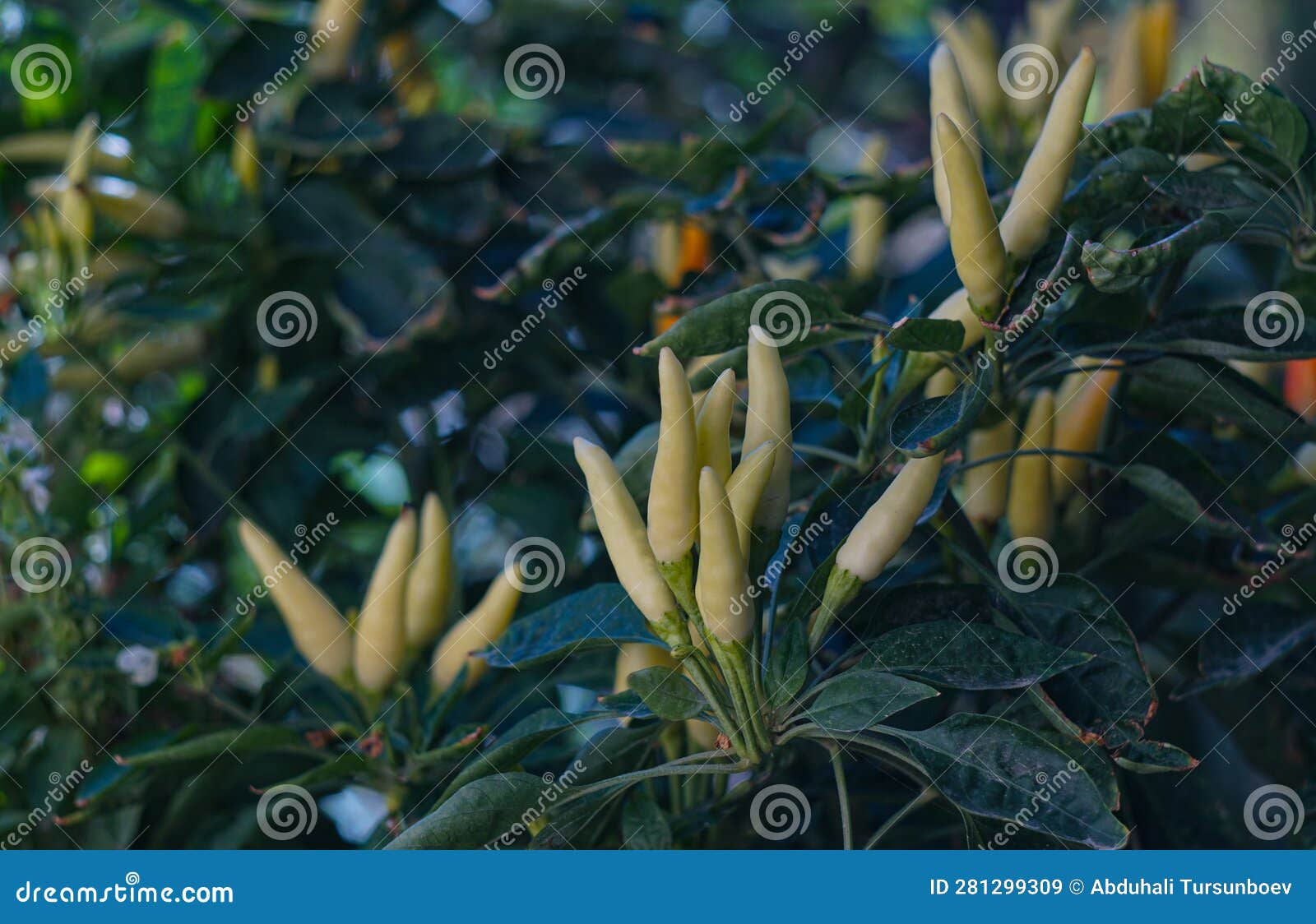 Small green pepper stock image. Image of growing, chili - 281299309
