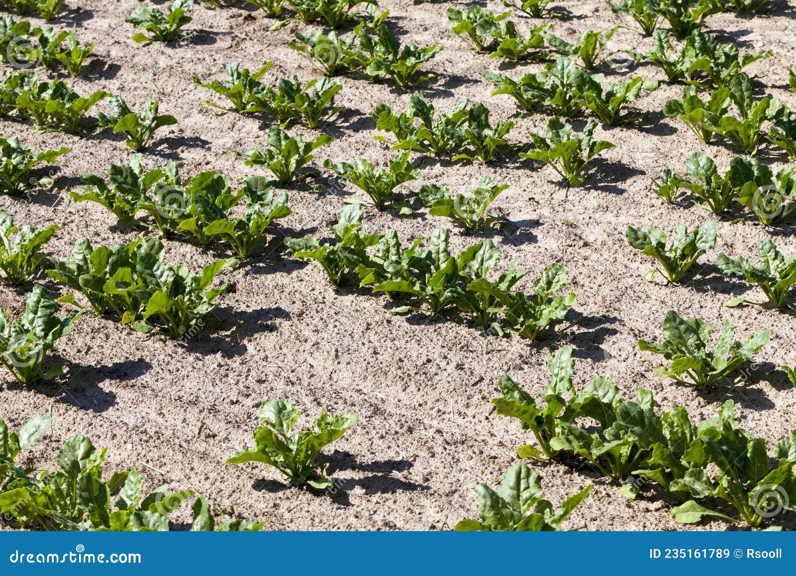 Cultivation of Sugar Beet for the Production Stock Image - Image of ...