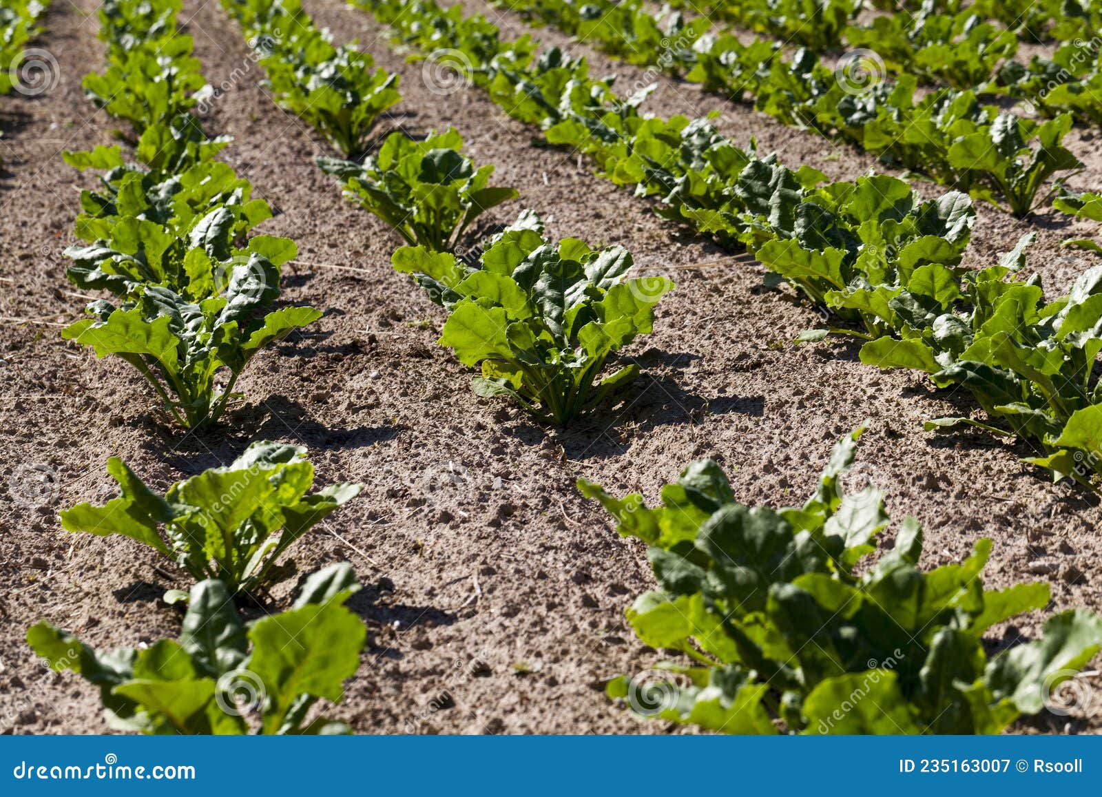 Cultivation of Sugar Beet for the Production Stock Image - Image of ...