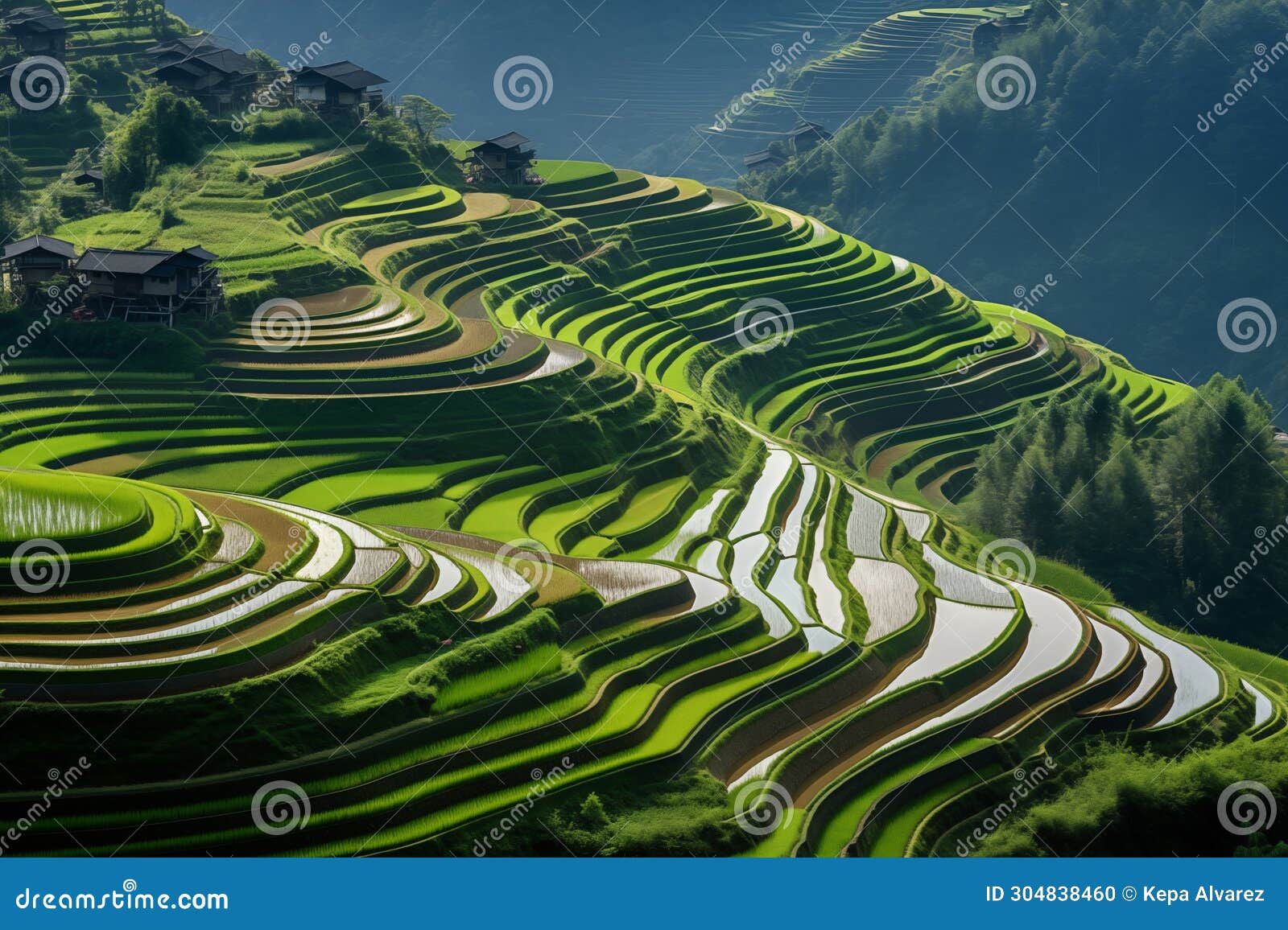 Cultivation on Terraces, Paddy, Longshen, China Stock Illustration ...