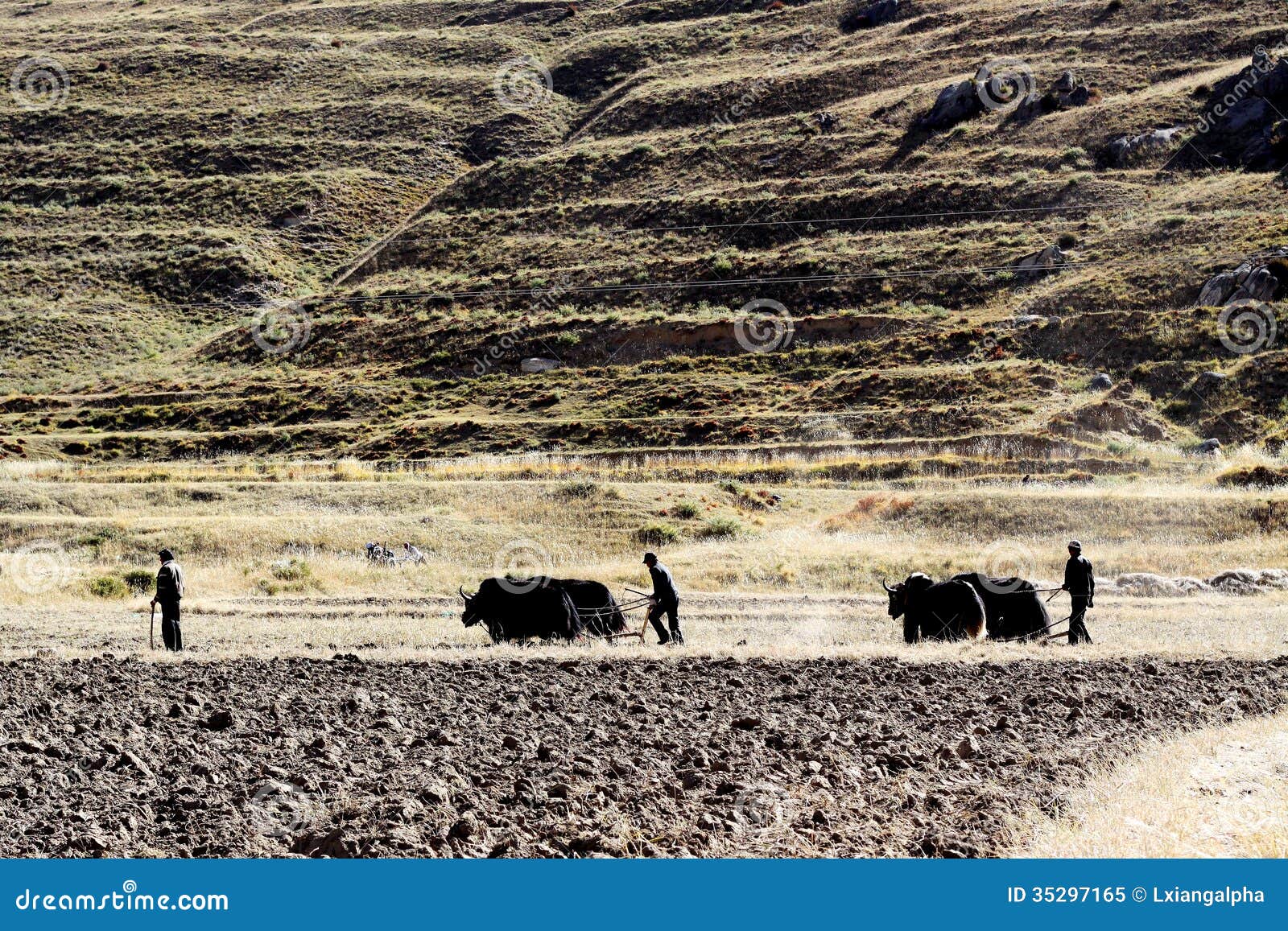Cultivation in tibet stock image. Image of grass, fresh - 35297165