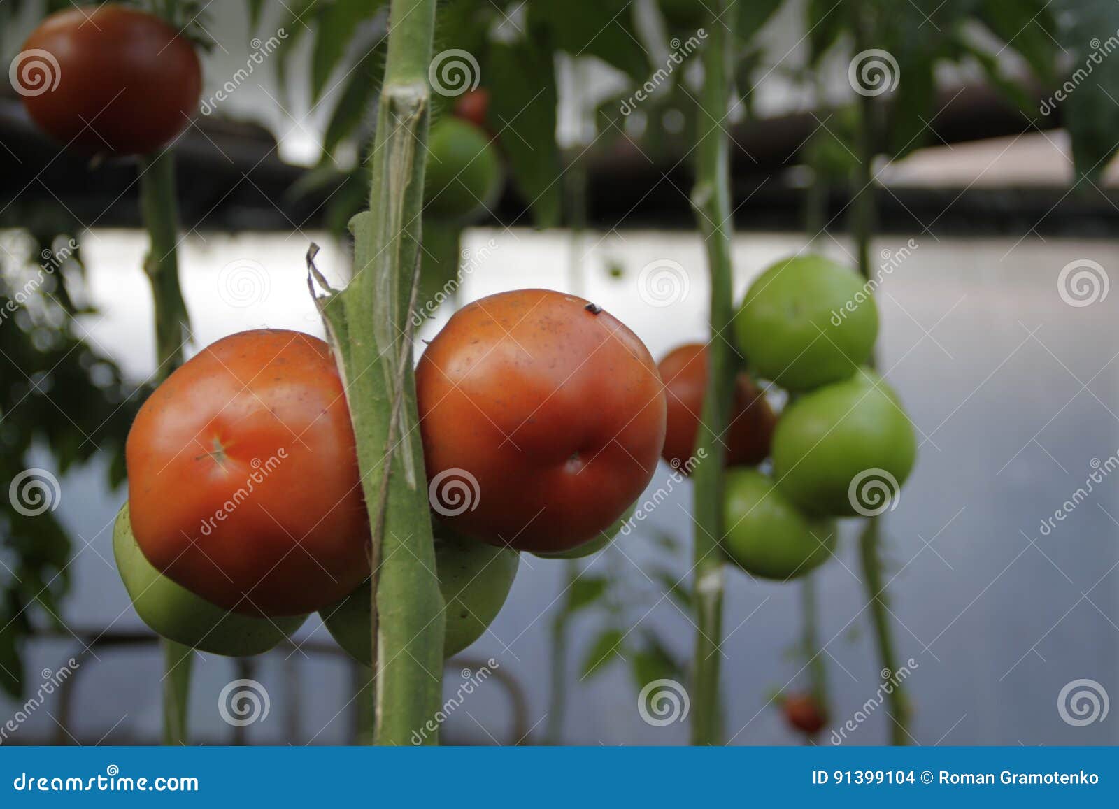 Tomatoes on Tree stock photo. Image of business, country - 91399104