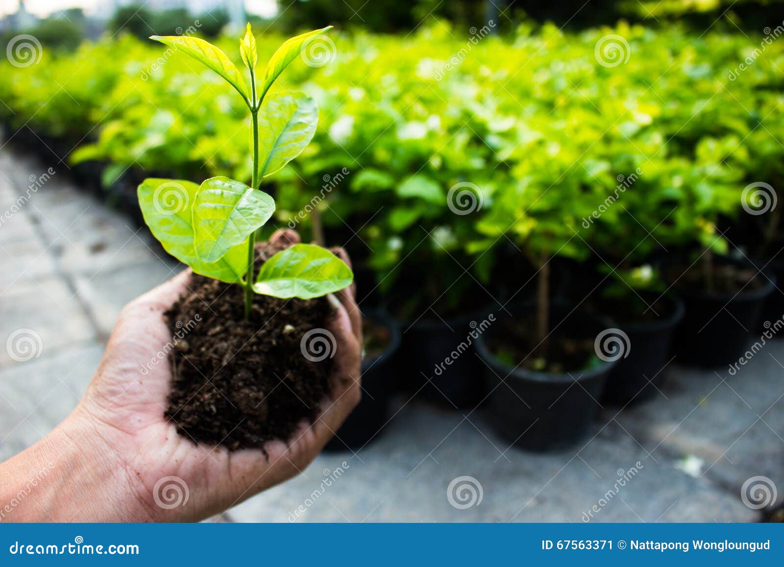 Cultivation tree stock image. Image of seed, garden, hope - 67563371