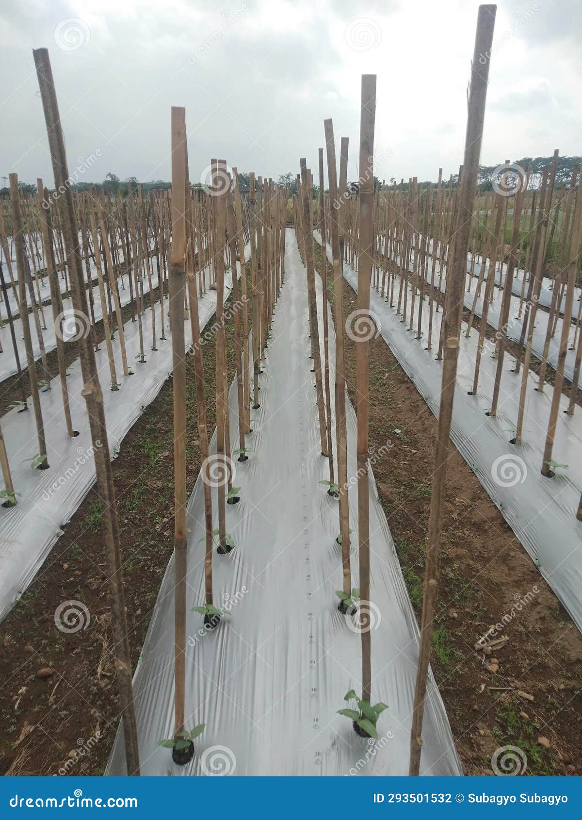 Cultivation of Vegetable Crops Using Plastic Mulch in Rural Areas Stock ...