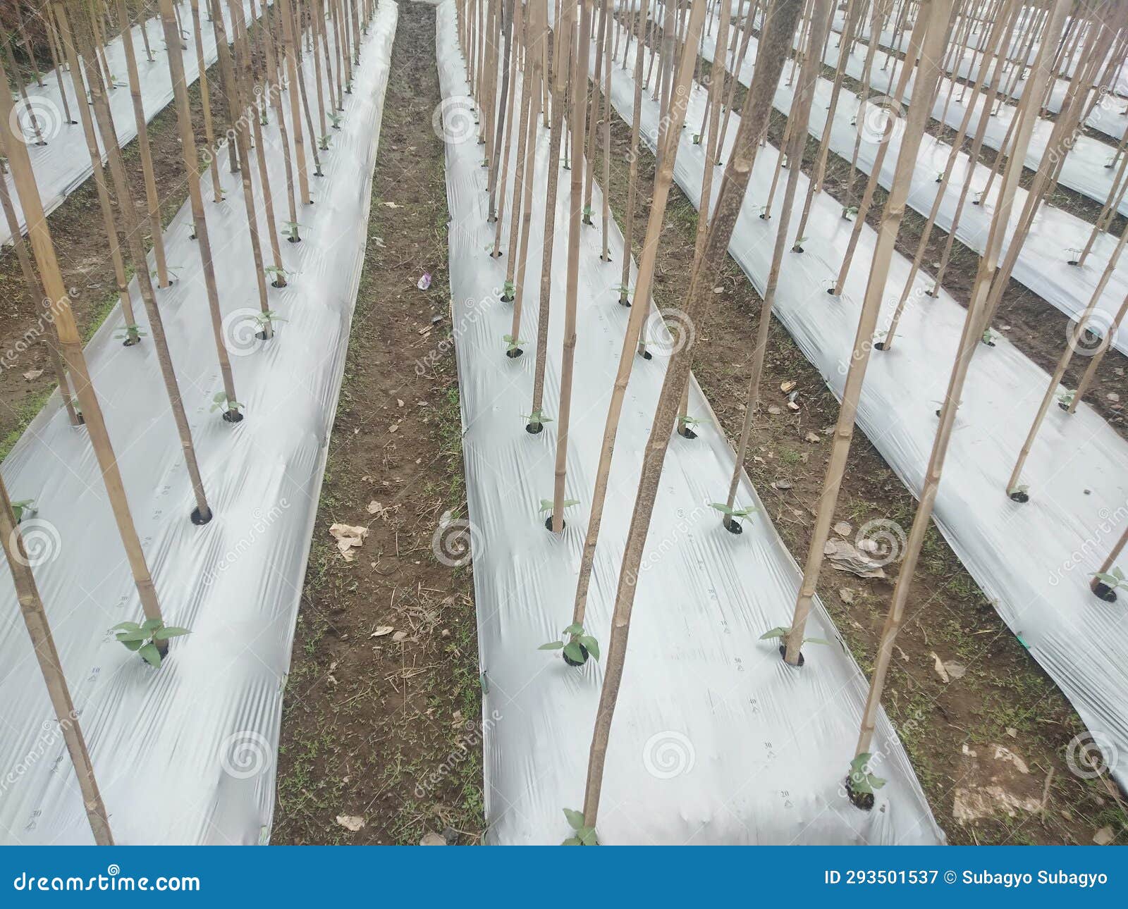 Cultivation of Vegetable Crops Using Plastic Mulch in Rural Areas Stock ...