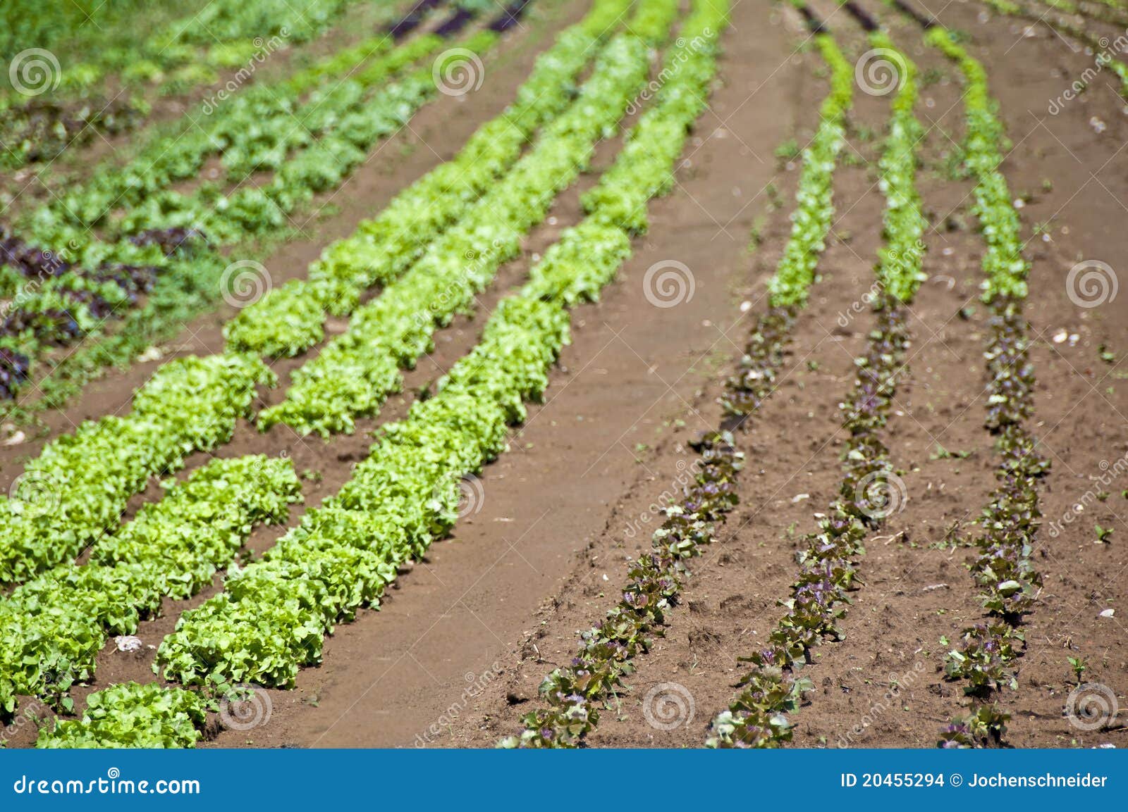 Cultivation vegetables stock photo. Image of agriculture - 20455294