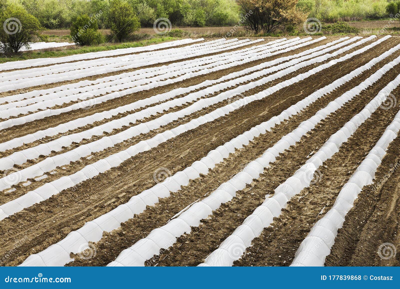 Cultivation of vegetables stock photo. Image of cultivation - 177839868