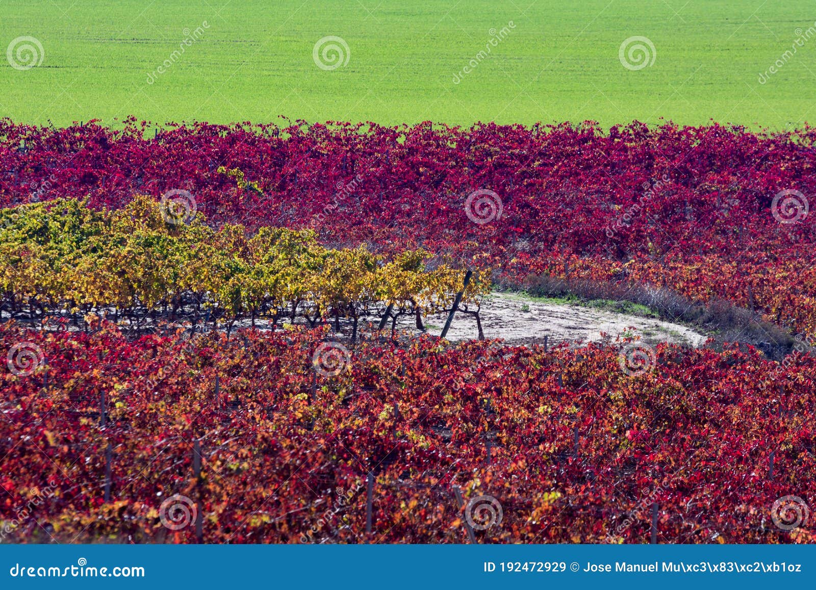 Cultivation of Vineyards with Different Colours Stock Image - Image of ...