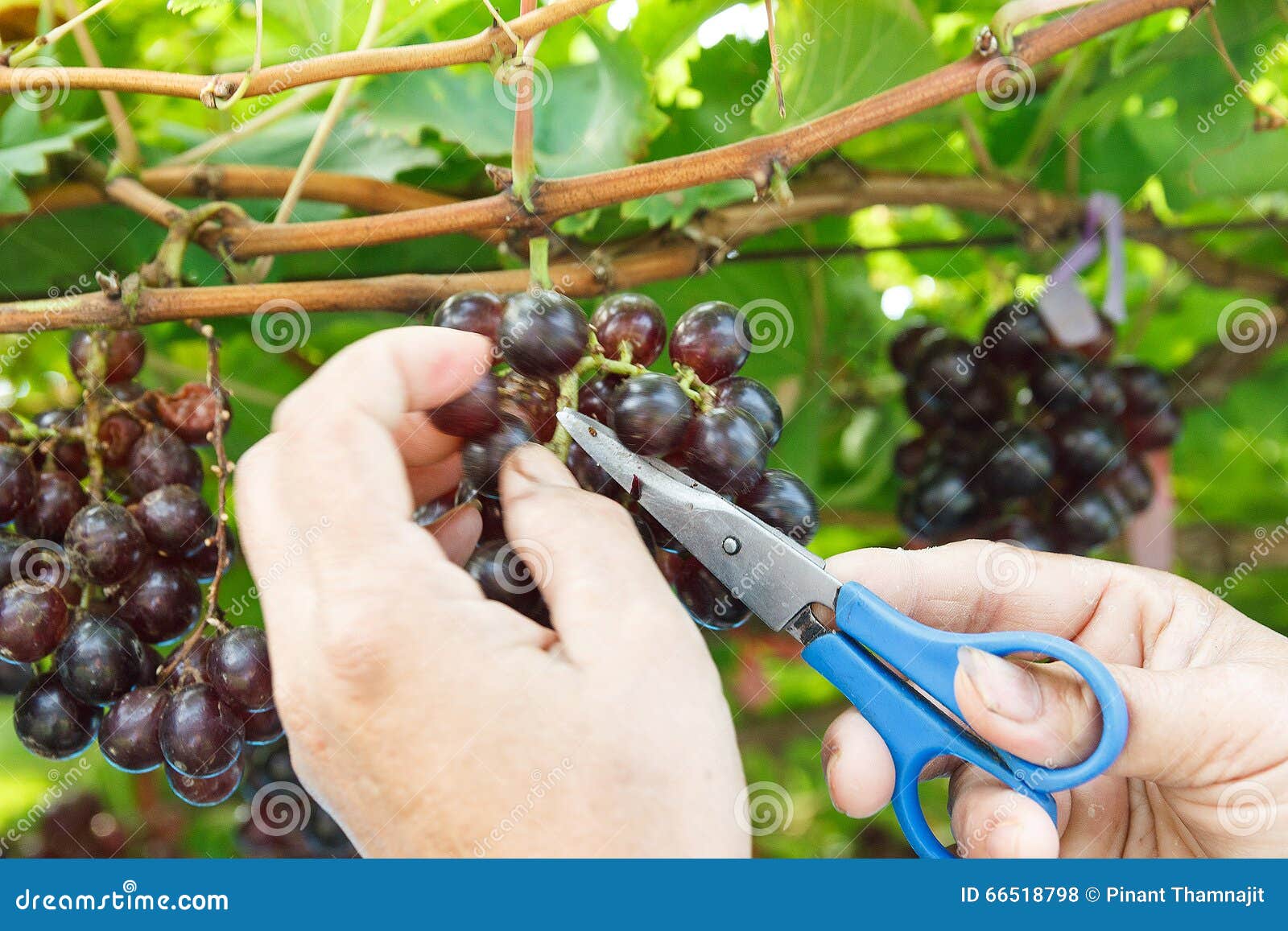 Cultivator Cut Off Bad Grape. Stock Photo - Image of agriculture ...