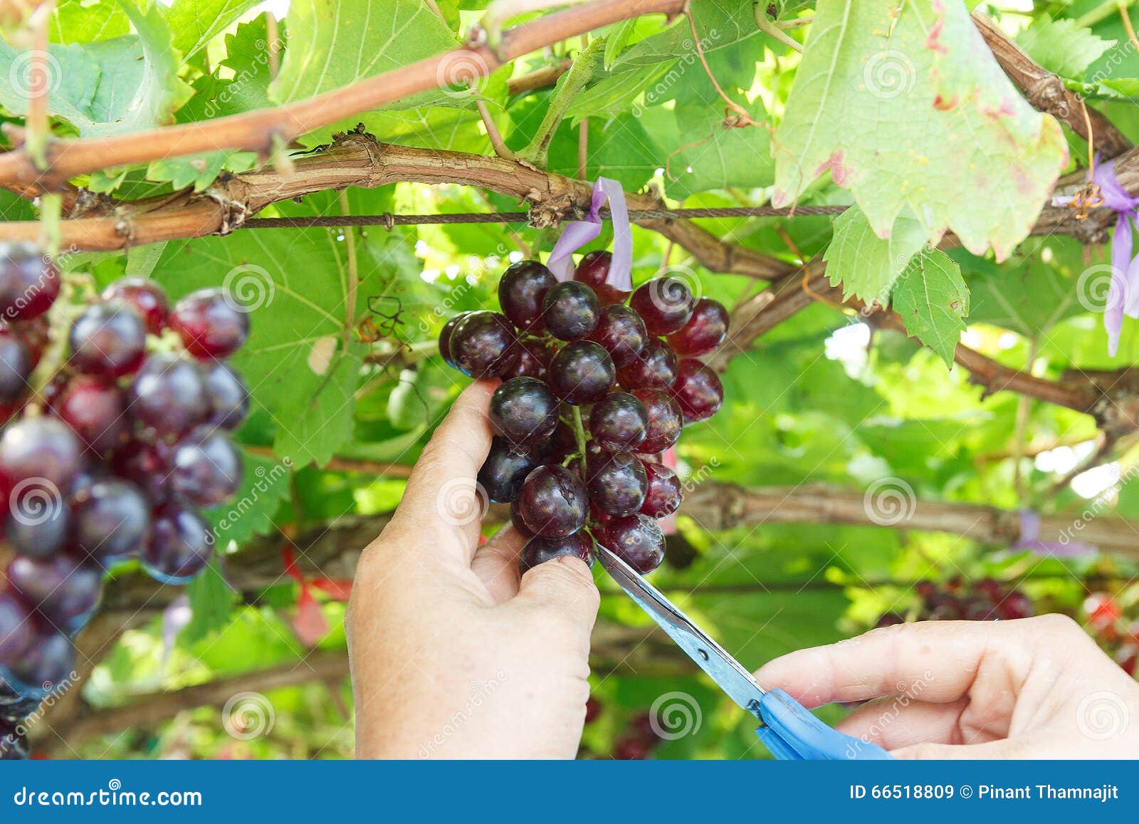 Cultivator Cut Off Bad Grape. Stock Image - Image of grape, winery ...