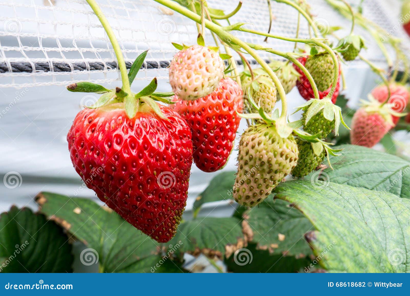 Cultivo Da Morango Na Planta Foto de Stock - Imagem de foto, orgânico ...