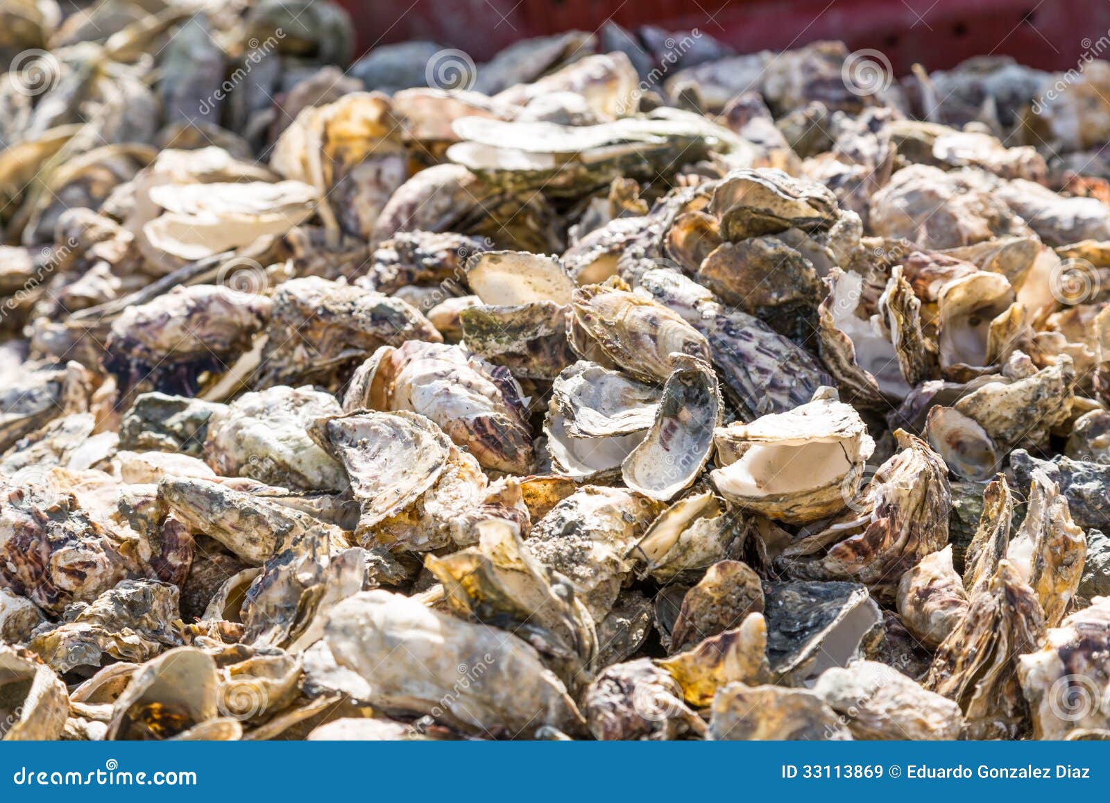 Cultivo da ostra imagem de stock. Imagem de atlântico - 33113869