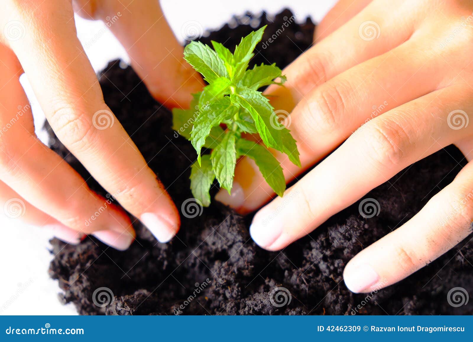Cultivo da planta nova imagem de stock. Imagem de futuro - 42462309