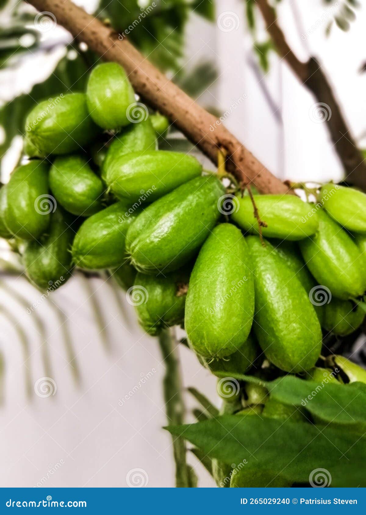 Cultivo De Frutas Tropicales Foto de archivo - Imagen de amarillo ...
