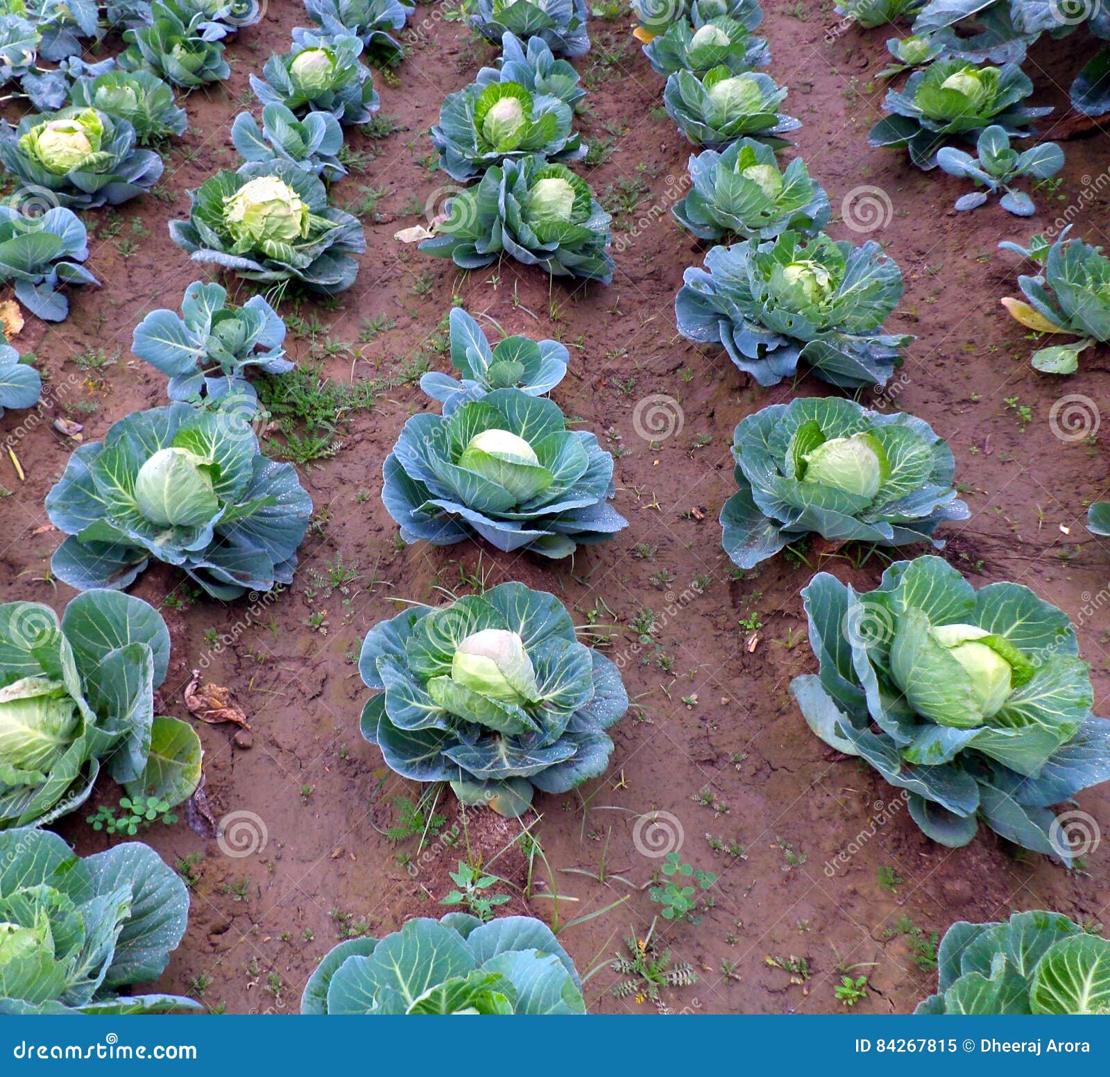 Cultivo de la col imagen de archivo. Imagen de coles - 84267815