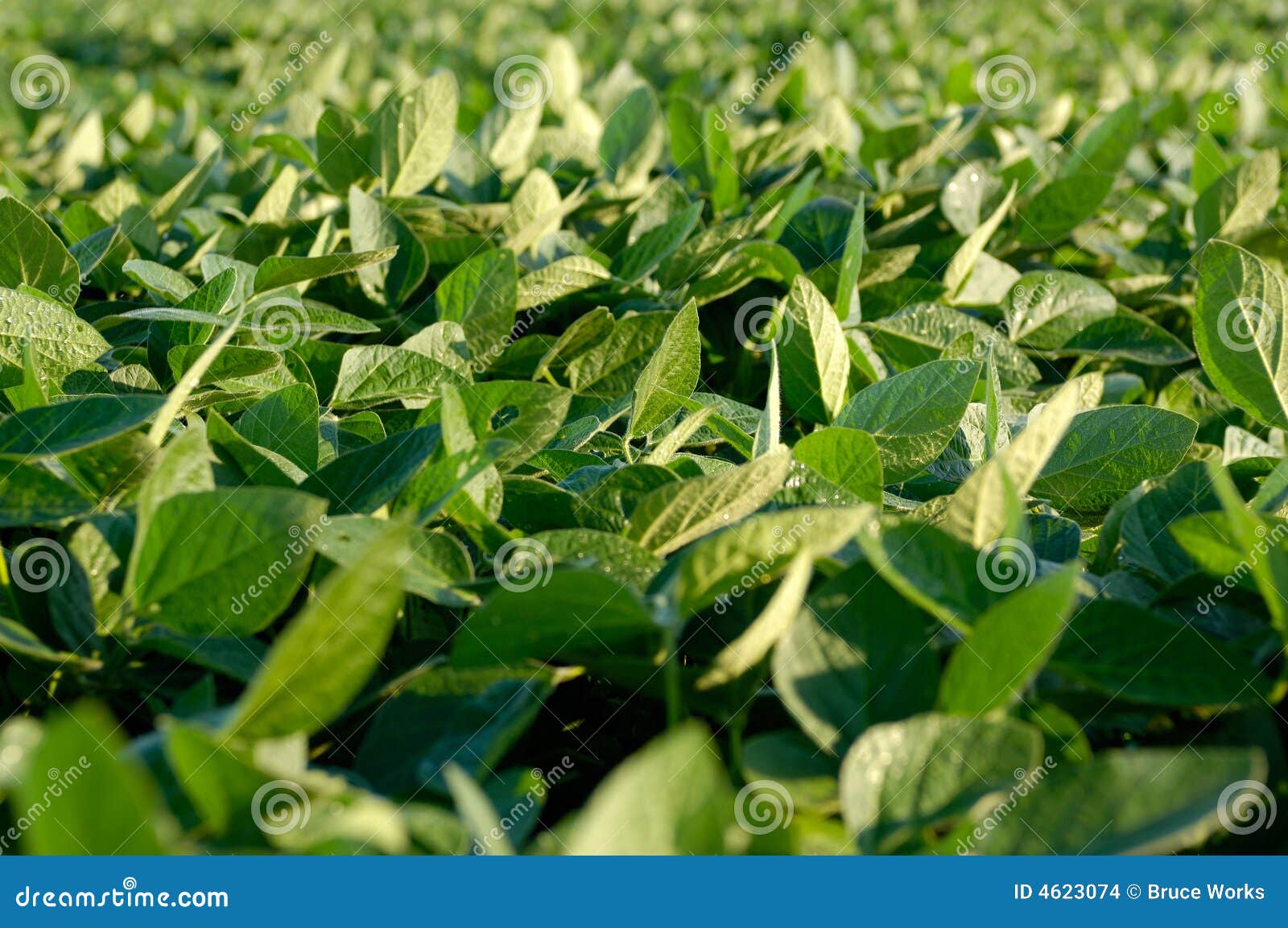 Cultivo De La Haba De La Soja Foto de archivo - Imagen de soja, tierra ...