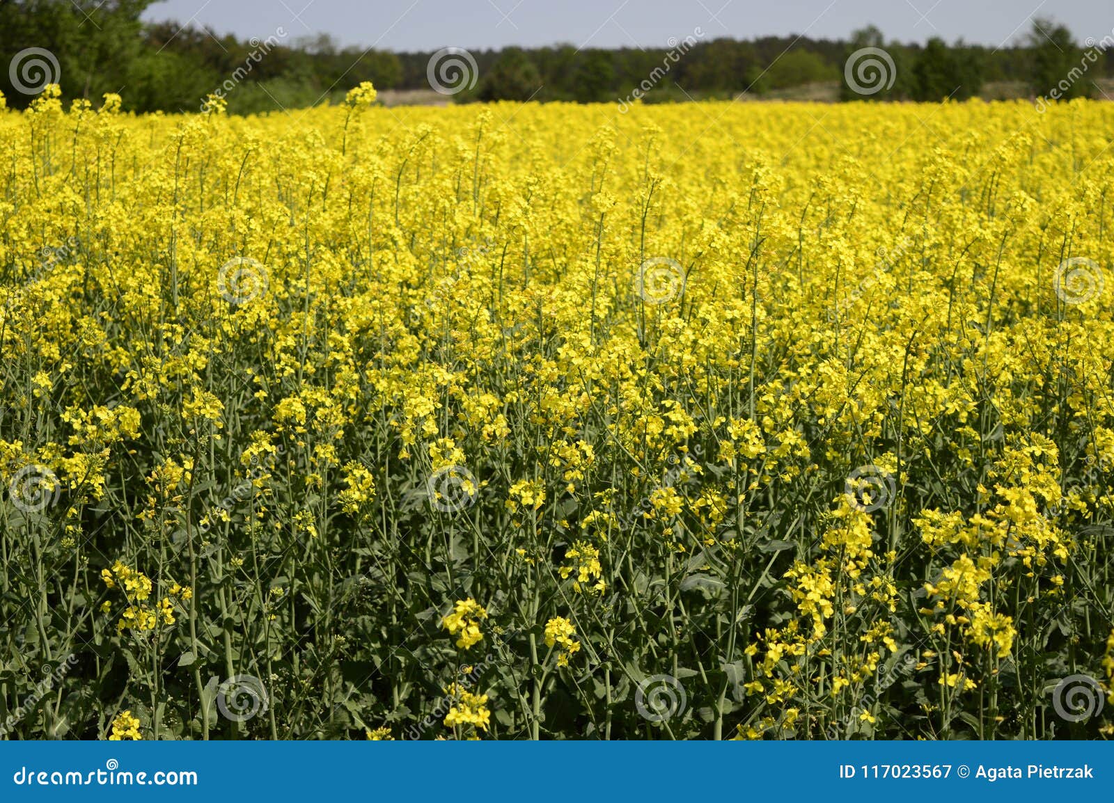 Cultivo de la rabina imagen de archivo. Imagen de brillante - 117023567