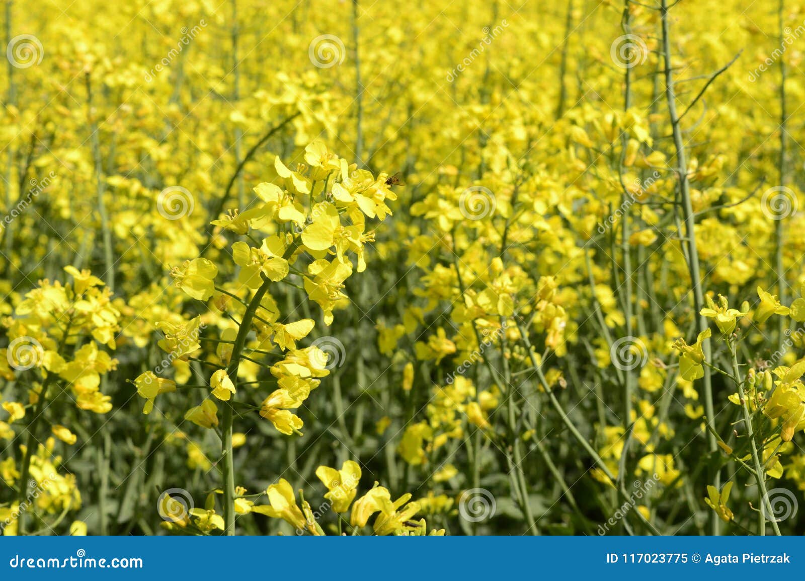 Cultivo de la rabina imagen de archivo. Imagen de agricultura - 117023775
