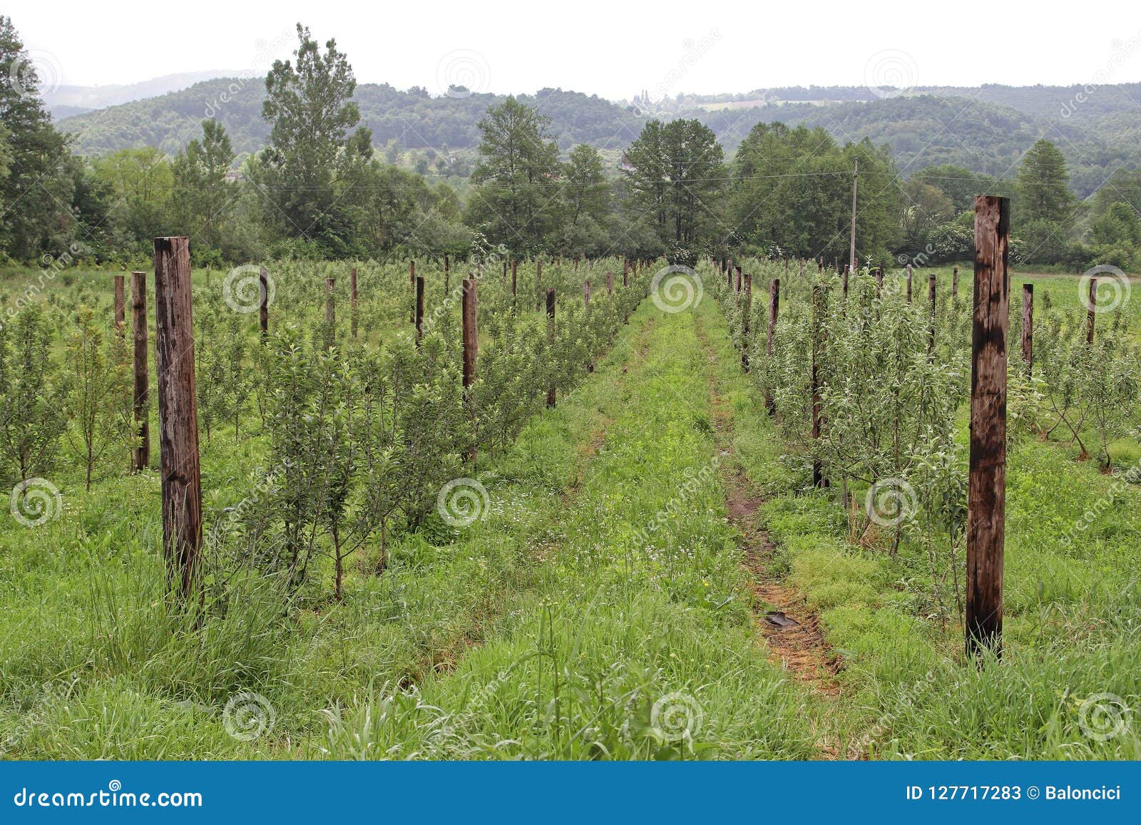 Cultivo de las frutas imagen de archivo. Imagen de crecimiento - 127717283