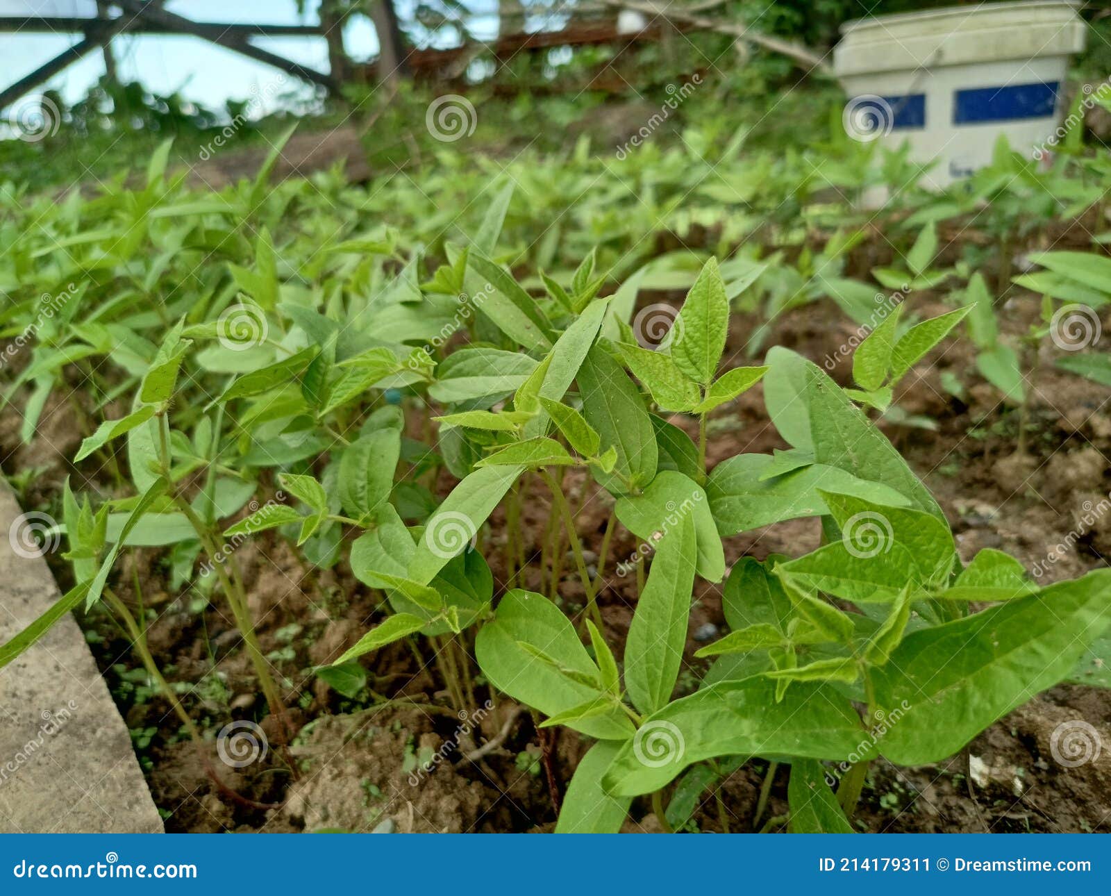 Cultivo De Plantas De Mongo Imagen de archivo - Imagen de agricultura ...