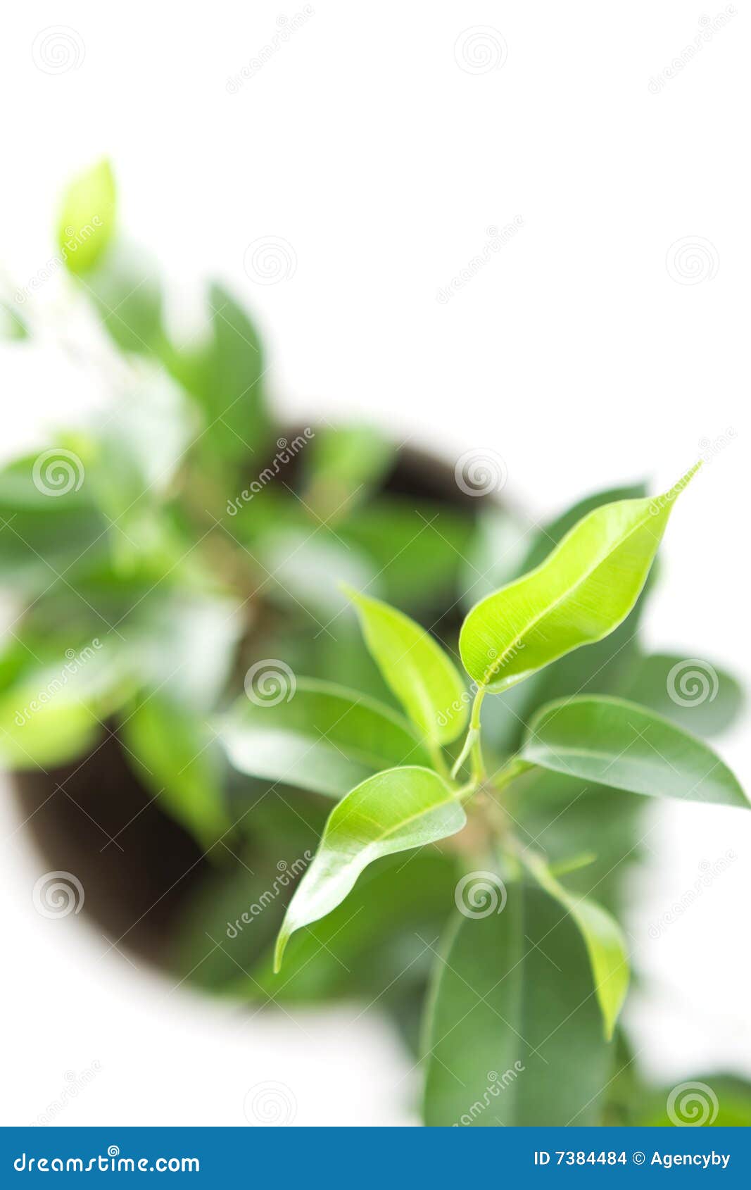 Cultivo de uma planta nova foto de stock. Imagem de erva - 7384484