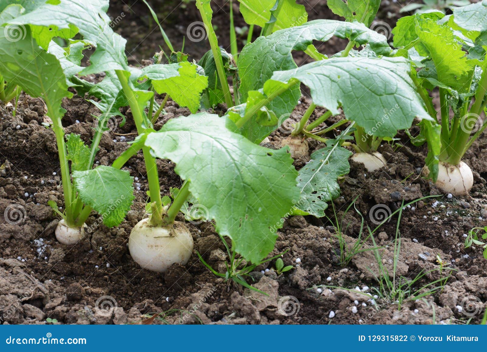 Cultivo del nabo foto de archivo. Imagen de primer, vegetariano - 129315822