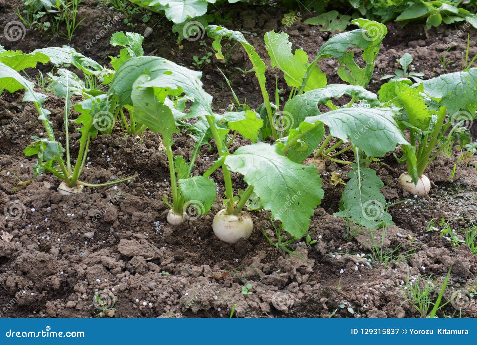 Cultivo del nabo imagen de archivo. Imagen de cultivado - 129315837